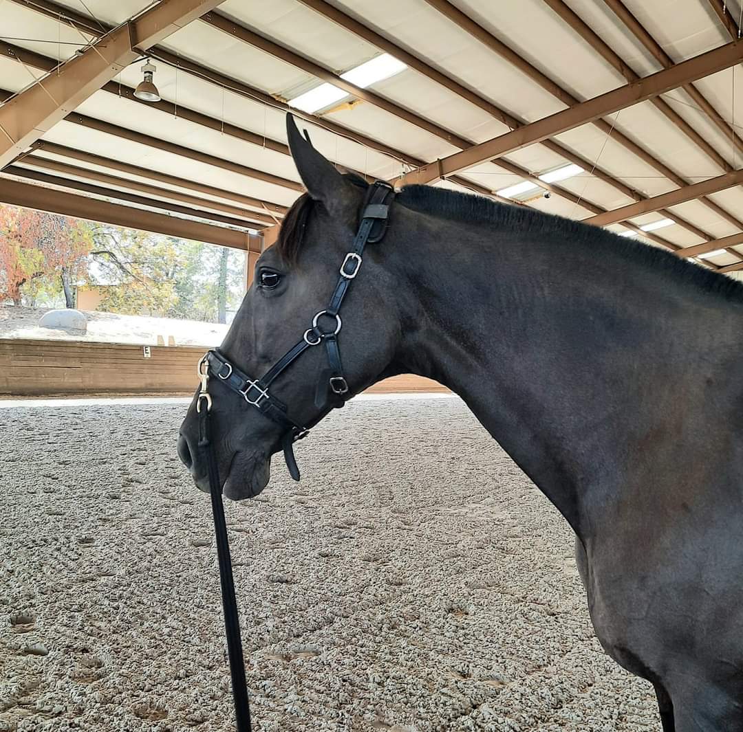 Lunging & riding Cavesson – Royal Legacy Custom Leather